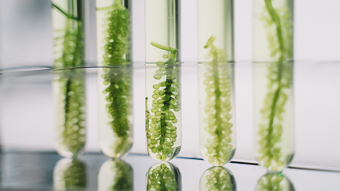 RUDOLF | Bio-based textile pre-treatment