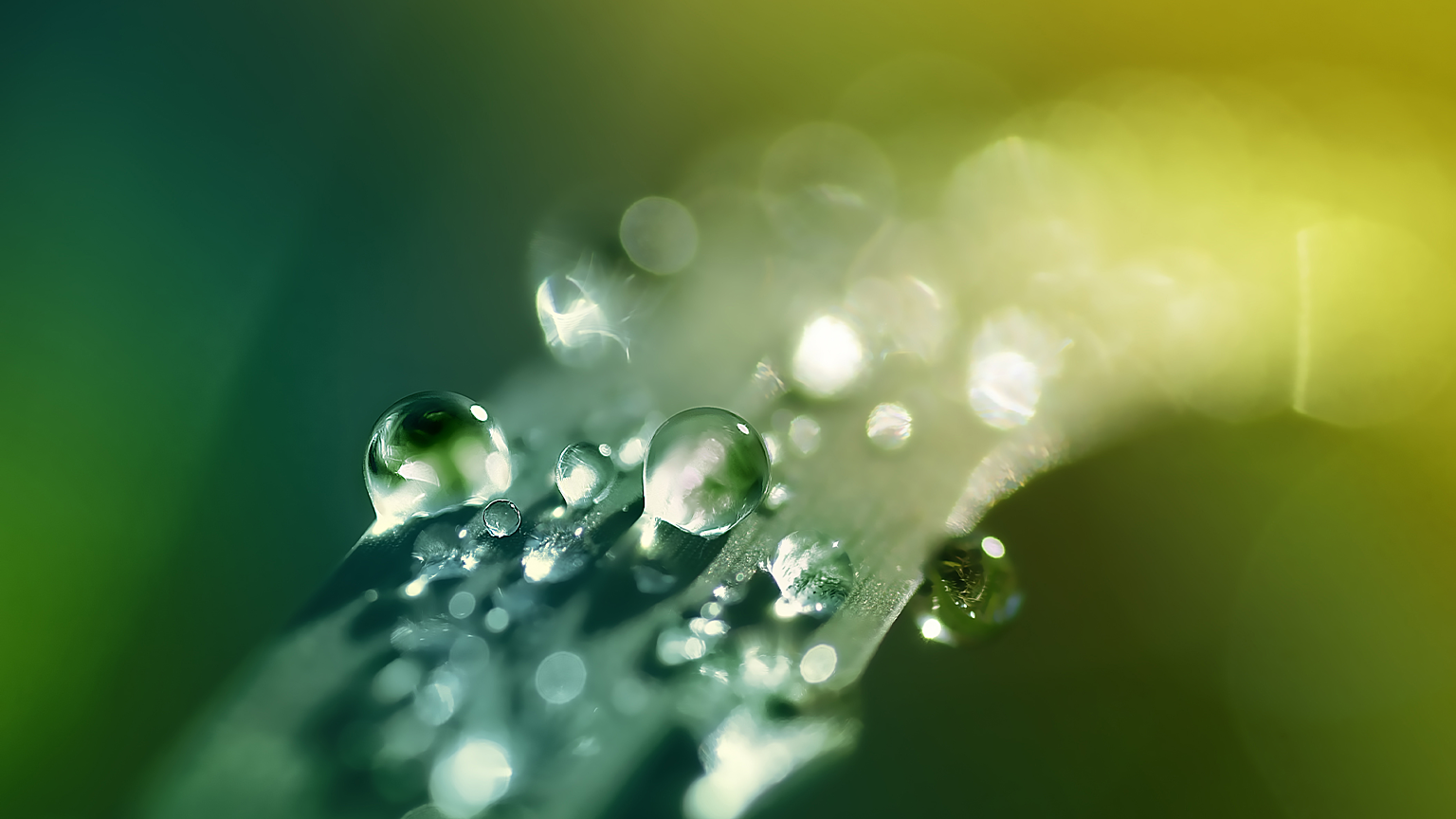RUDOLF | Water-repellent performance based on biologic waste and…
